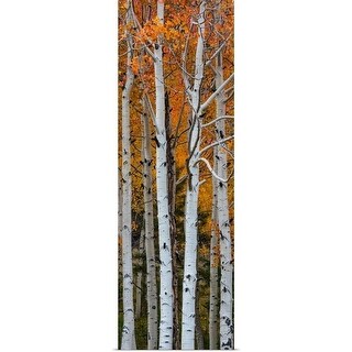 Quaking Aspen (Populus tremuloides) trees, Boulder Mountain, Dixie ...