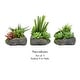 Pure Garden 3-Piece Artificial Succulent Plant Set - Set of 3 - Bed ...