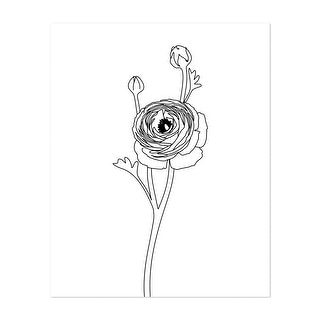 Ranunculus line art Line Drawings Black White Botany Art Print/Poster ...