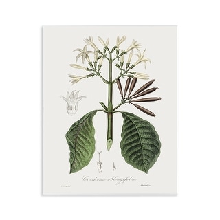 Stupell Vintage Flora Study Wall Plaque Art Design By CAD Designs - Bed ...