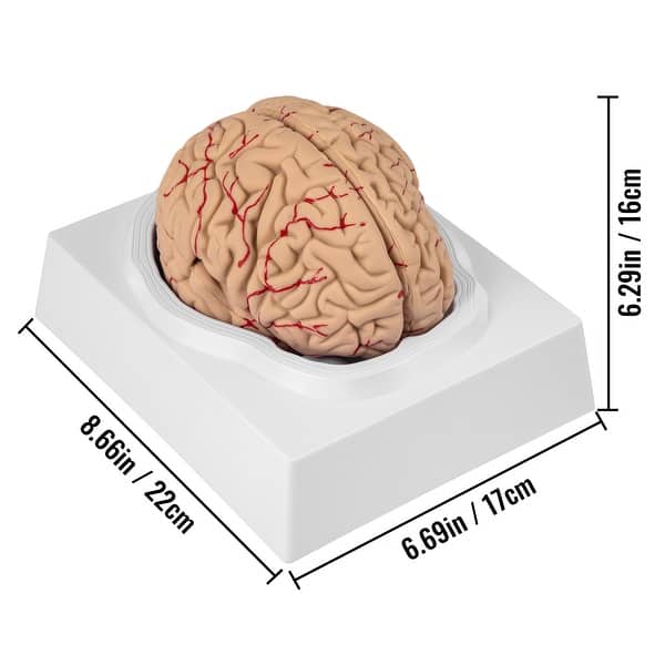 VEVOR 9-Part of Brain Life Size Human Brain Model with Display Base ...