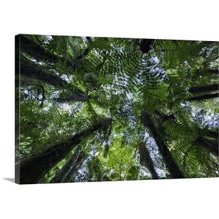 "Canopies of ponga trees in lush native bush forest of ferns, New ...