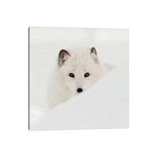 iCanvas "Arctic Fox" by Danita Delimont Canvas Print - Bed Bath ...
