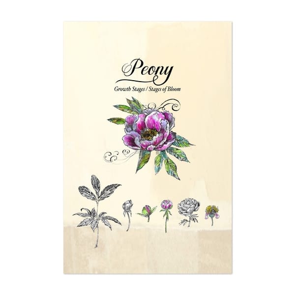 Peony Botanical illustration Stages of Growth Botany Art Print/Poster ...