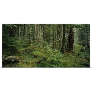 Trees in a forest, Hoh Rainforest, Olympic National Forest, Washington ...