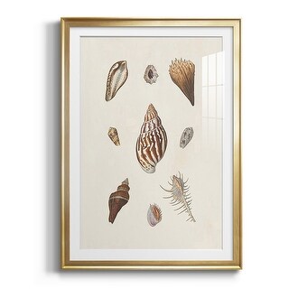 Knorr Shells & Coral IX Premium Framed Print - Ready to Hang - Bed Bath ...