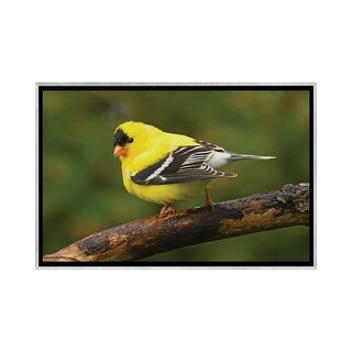 iCanvas "American Goldfinch In Spring Splendor" by Brian Wolf Framed ...
