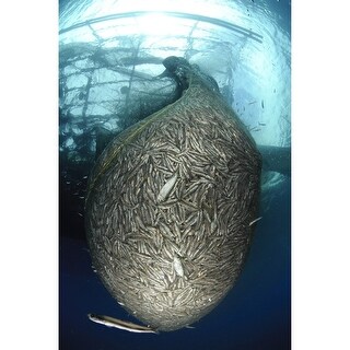 Net Full Of Ikan Puri A Small Anchovy Like Fish Under A Fishing ...