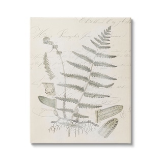 Stupell Latin Study Vintage Fern Botanical Canvas Wall Art by Tina ...