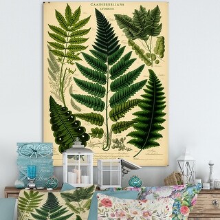Designart "Fern On Retro Victorian Chart II" Floral Ferns Canvas Wall ...