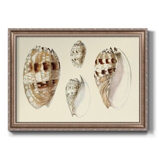Splendid Shells VIII Premium Framed Canvas- Ready to Hang - Bed Bath ...