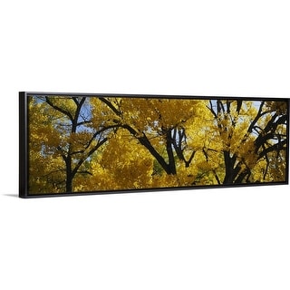 "Low angle view of cottonwood trees, Taos, New Mexico" Black Float ...