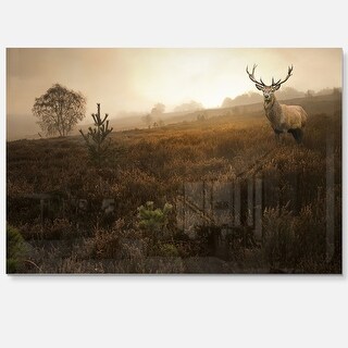 Mist Forest with Red Deer Stag - Landscape Photo Glossy Metal Wall Art ...