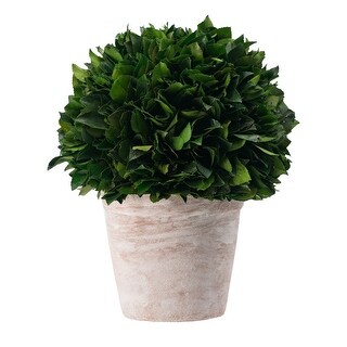 Seasonal Abode Preserved Holly Potted Ball - Bed Bath & Beyond - 36845810