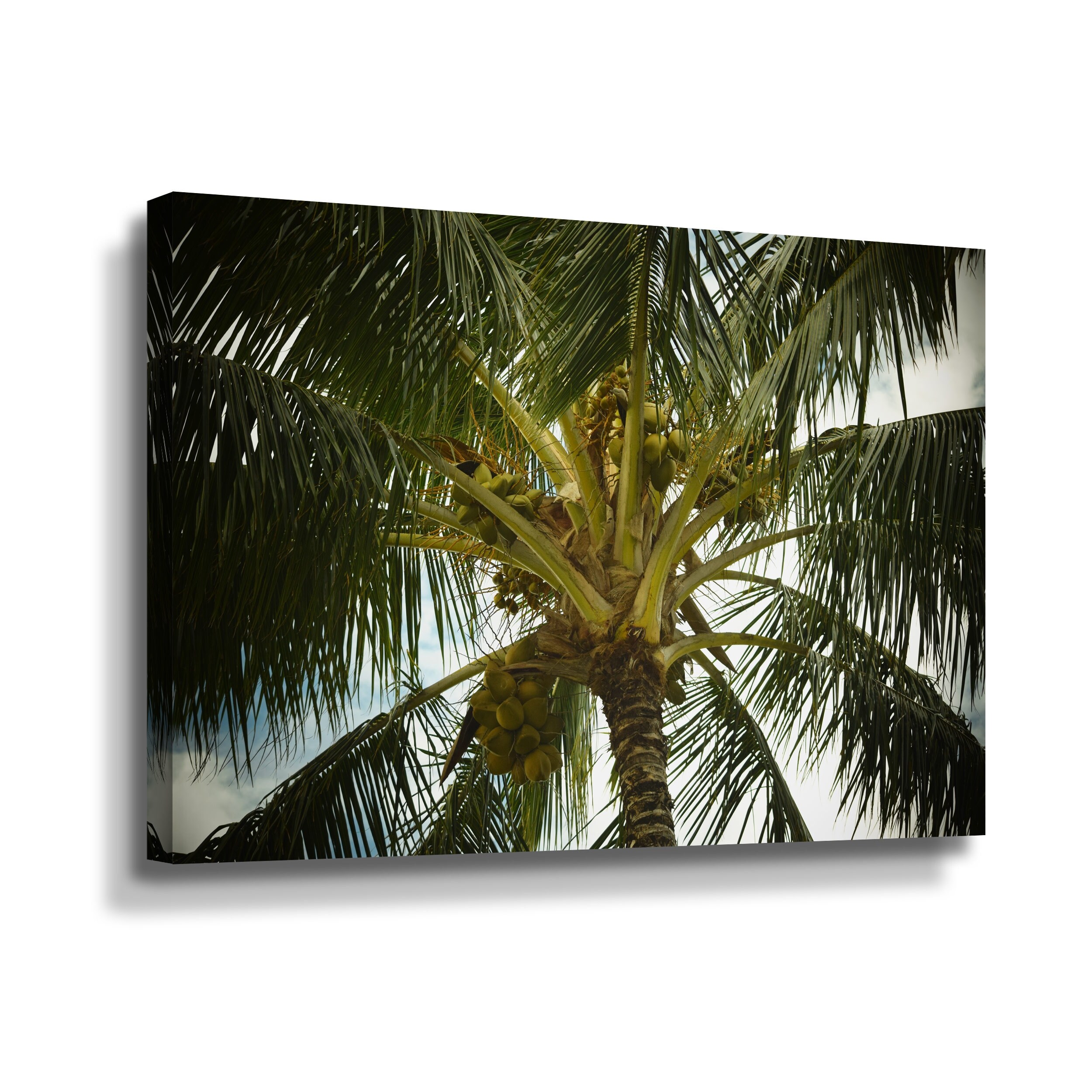 Coconut Tree Photo Gallery
