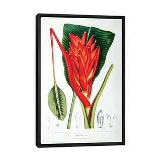 iCanvas "Musa Coccinea (Scarelt Banana)" by Berthe Hoola van Nooten ...