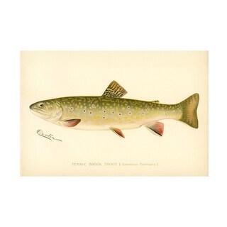 Print Collection 'Female Brook Trout' Canvas Art - Bed Bath & Beyond ...