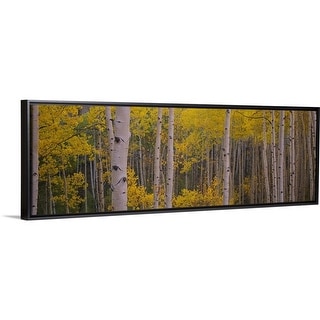 "Aspen trees in a forest, Telluride, San Miguel County, Colorado" Black ...