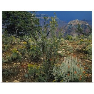 "Rabbit brush plants on a landscape, Grand Canyon National Park ...