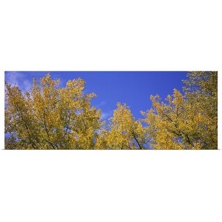 Low angle view of poplar trees in a forest, Minnesota - Multi - Bed ...