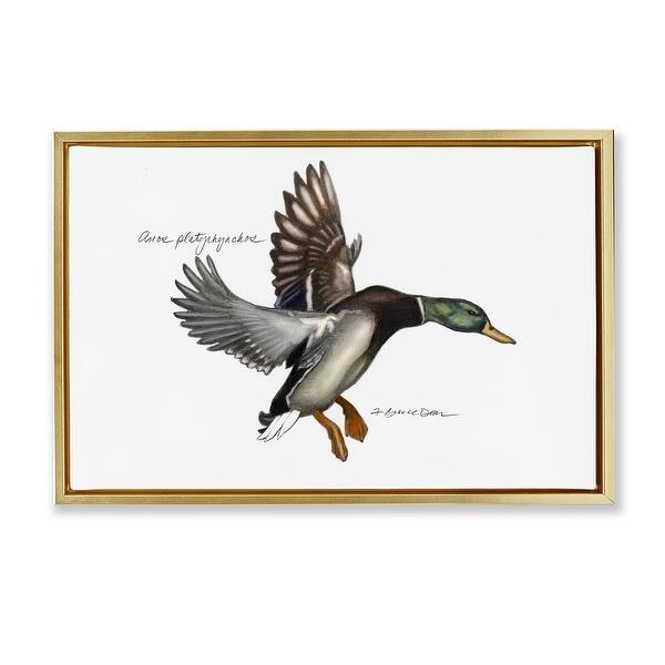 mallard feather frame
