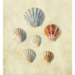 Brightly-colored, fan-shaped shells of some scallops with their ...