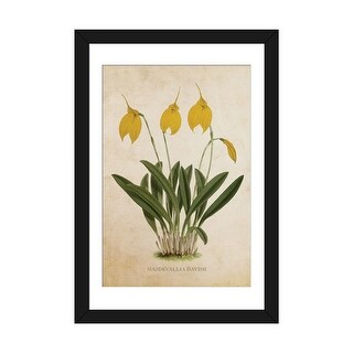 iCanvas "Vintage Orchid Flower - Masdevallia Davisii" by Aged Pixel ...