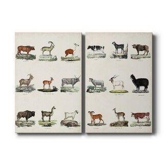 Antique Animal Chart I Premium Gallery Wrapped Canvas - Ready to Hang ...