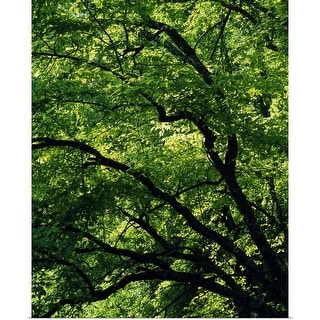 "Lush foliage of trees in summer, close up, White Pine Hollow Preserve ...