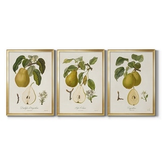 Vintage Pears I Premium Framed Print - Ready to Hang - Bed Bath ...