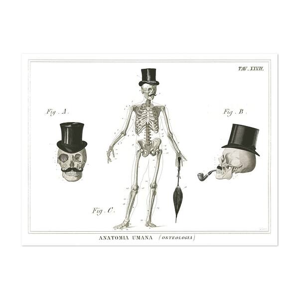 Dandy Bones Illustrations Anatomy Figurative Skull Art Print/Poster ...