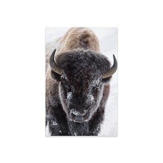 Bison, Yellowstone National Park Print On Acrylic Glass by Ken Archer ...