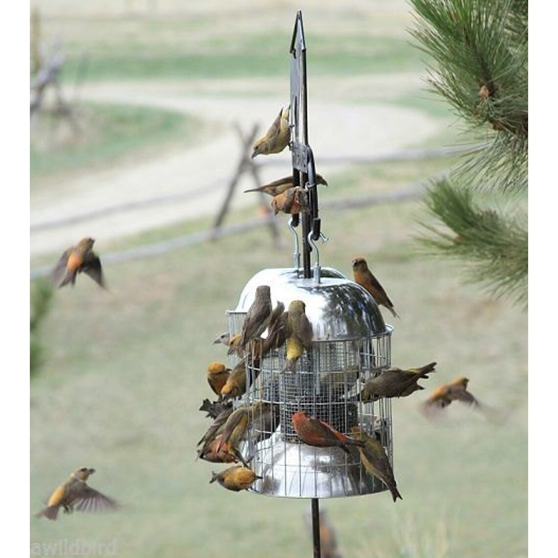 big bird proof feeder