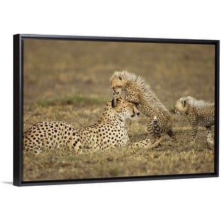 "Cheetah Mother and Cubs, Ndutu Plains, Tanzania" Black Float Frame ...