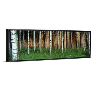 "Birch Trees Saimma Lakelands Finland" Black Float Frame Canvas Art ...