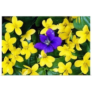 "Single Blue Violet Flower (Viola Adunca) In Bloom Among Stream Violet ...