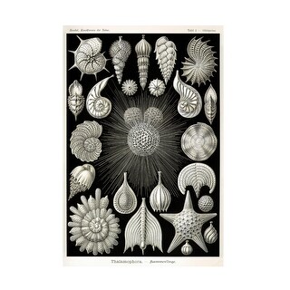 Print Collection 'Thalamophora' Canvas Art - Bed Bath & Beyond - 39535684