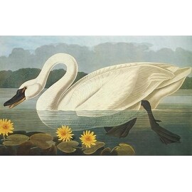 Common American Swan by John James Audubon Animals Art Print - Bed Bath ...