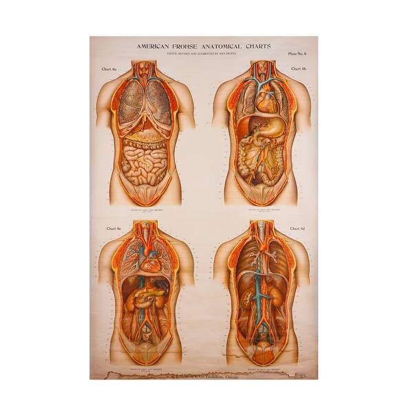 Print Collection 'American Frohse Anatomical Wallcharts Plate 1' Canvas ...