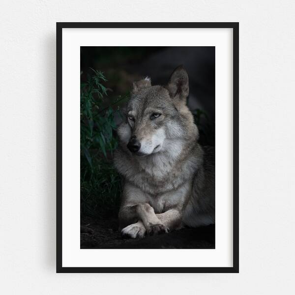 Portrait of a beautiful female wolf in a half turn Art Print/Poster ...