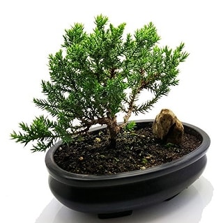 9GreenBox - Juniper Tree Bonsai Best Gift - Bed Bath & Beyond - 17936282