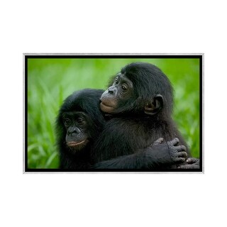 iCanvas "Bonobo Pair Of Orphans Hugging, Sanctuary Lola Ya Bonobo ...