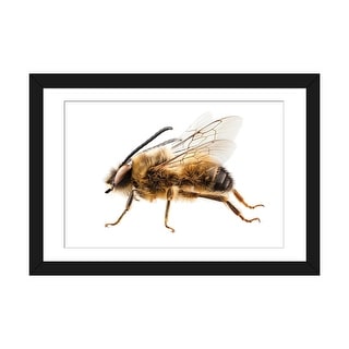 iCanvas "Bee Species Eucera Longicornis Common Name Solitary Miner Bee ...