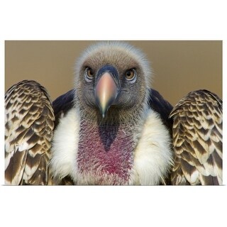 Close-up of a Rupells Griffon Vulture (Gyps Rueppellii), Termite Hill ...