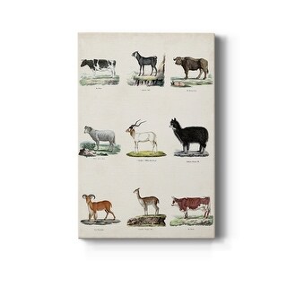 Antique Animal Chart II Premium Gallery Wrapped Canvas - Ready to Hang ...