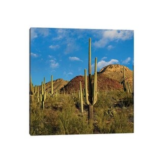 iCanvas "Saguaro, Tucson Mts, Saguaro National Park, Arizona" by Tim ...