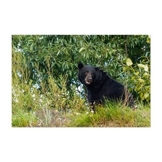 Hyder Alaska Handsome Blackbear Photography Animals Art Print/Poster ...