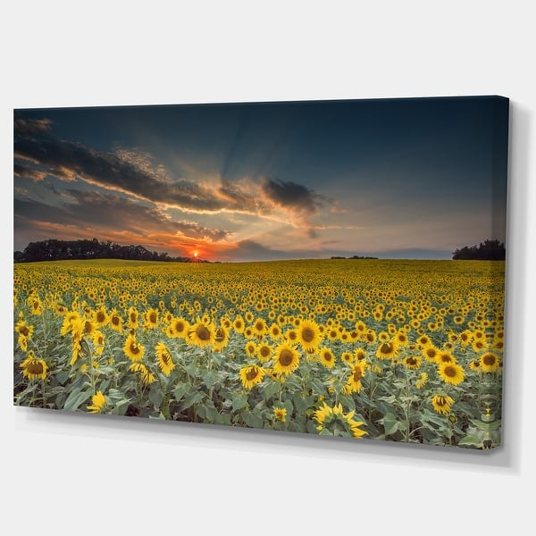 sunflower landscape design