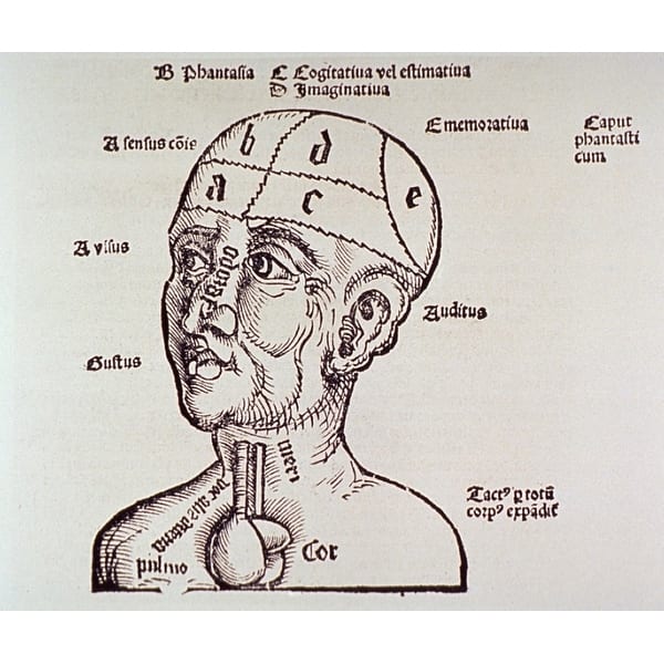 Human Head And Shoulders With Heart And Brain Shown Some Of The Senses ...