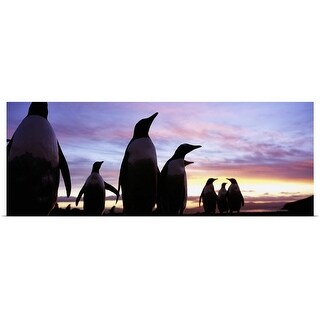 "Silhouette of a group of Gentoo penguins, Falkland Islands (Pygoscelis ...